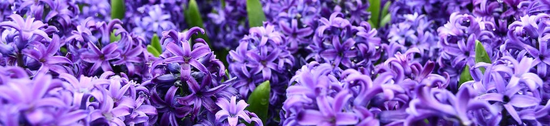 Jacinthe - Horti-flandre